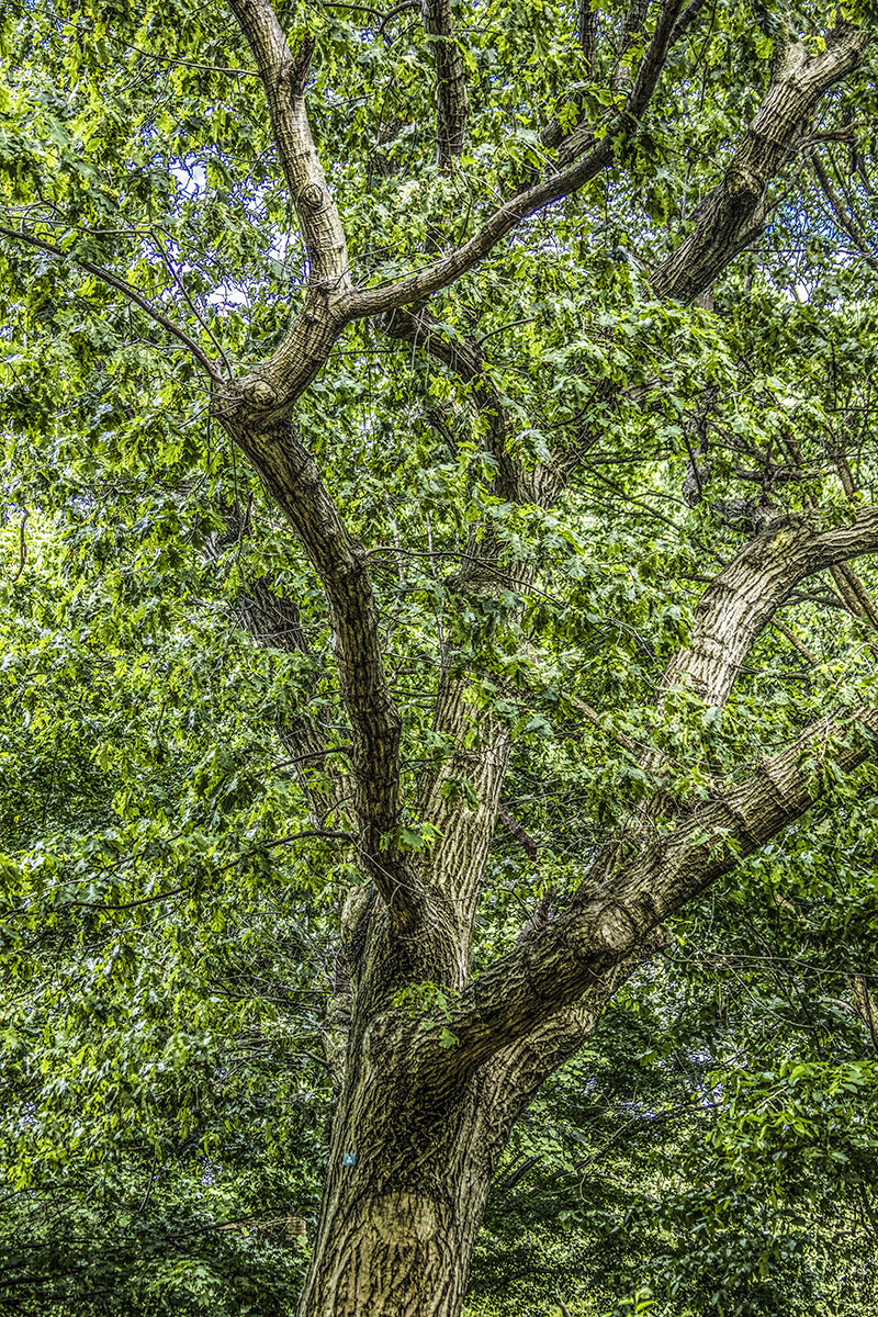 A Verdant Tree