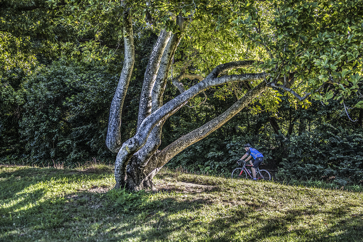 Cthulhu Tree Attacks Cyclist