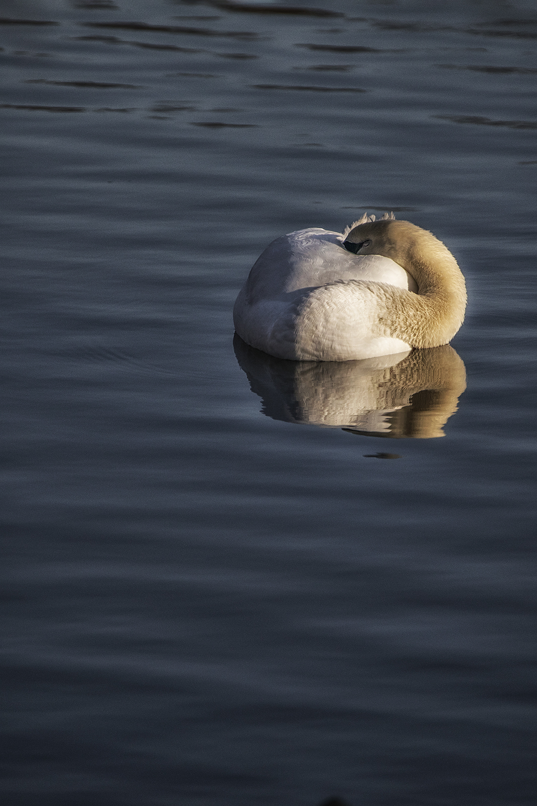 Sleeping Swan