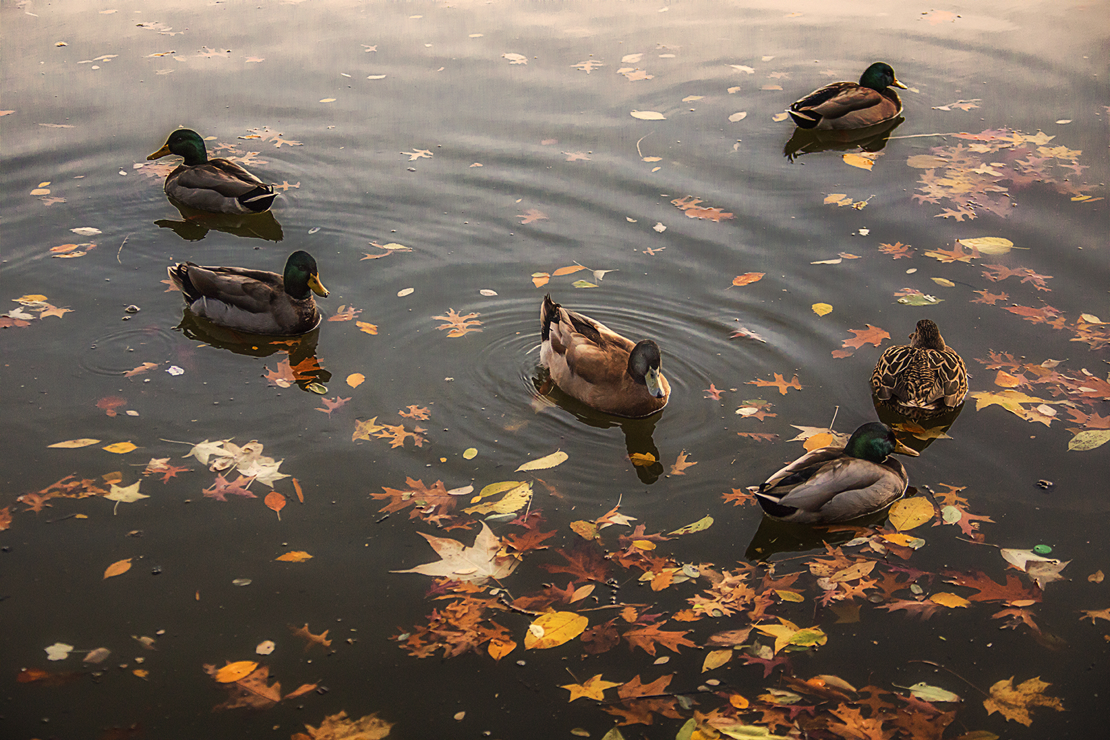 Ducks, Ripples, And Leaves