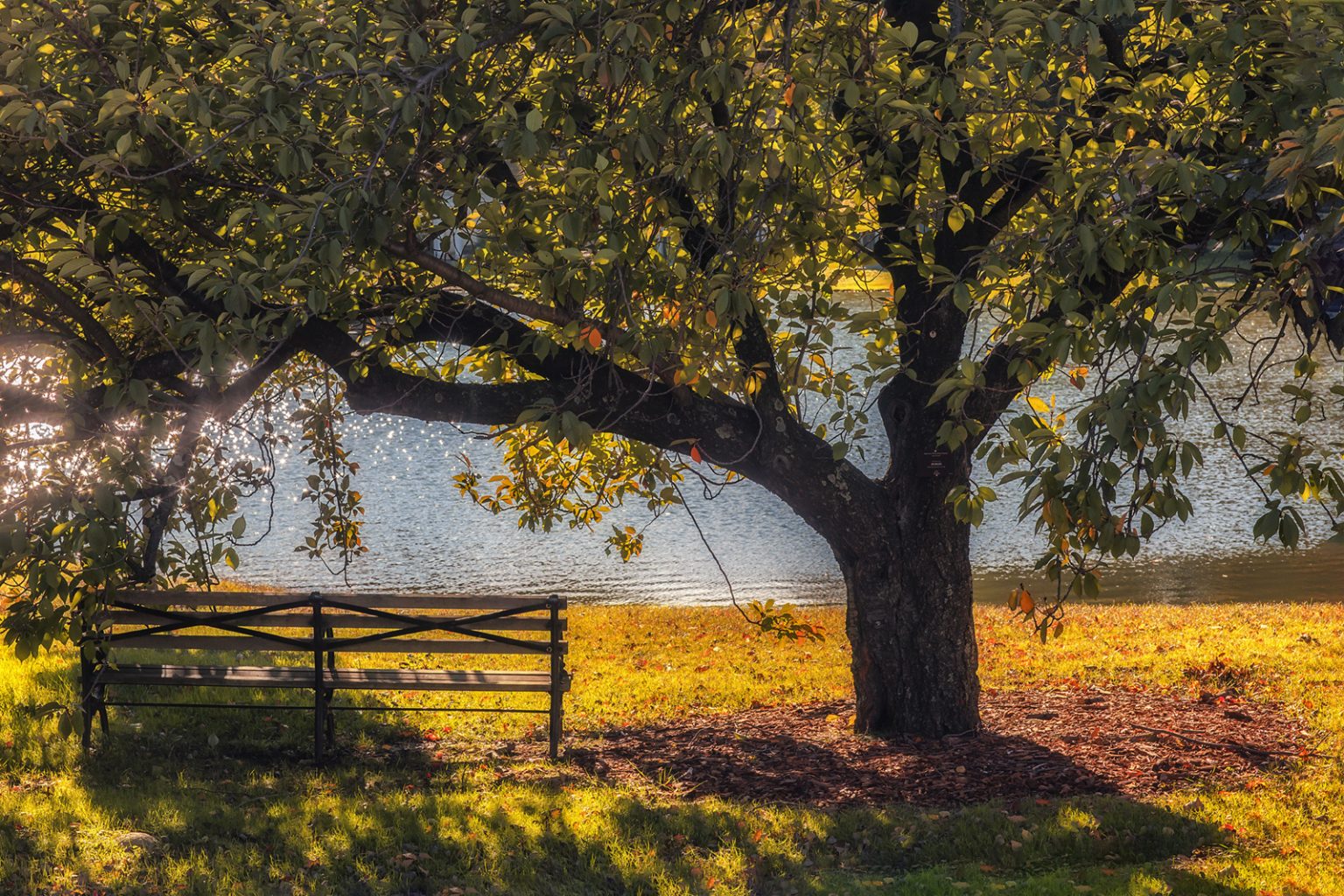 Under A Shady Tree In Green-Wood