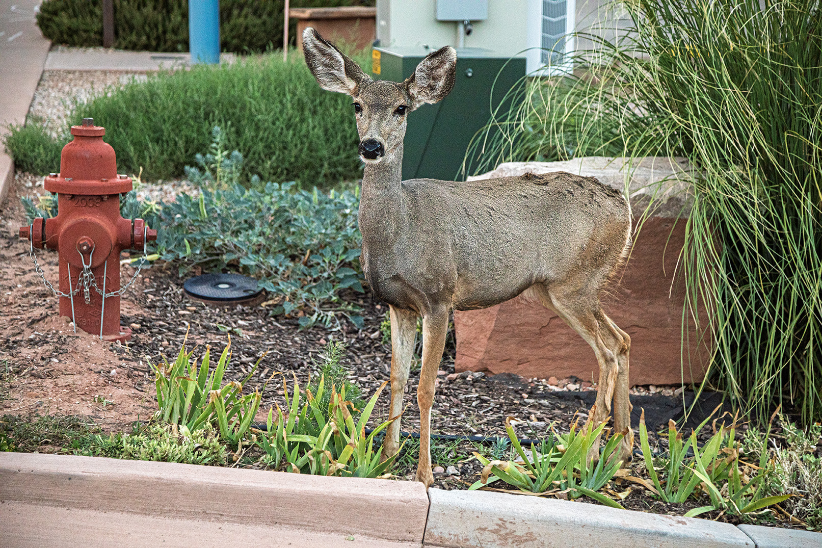 Deer Outside Zion National Park